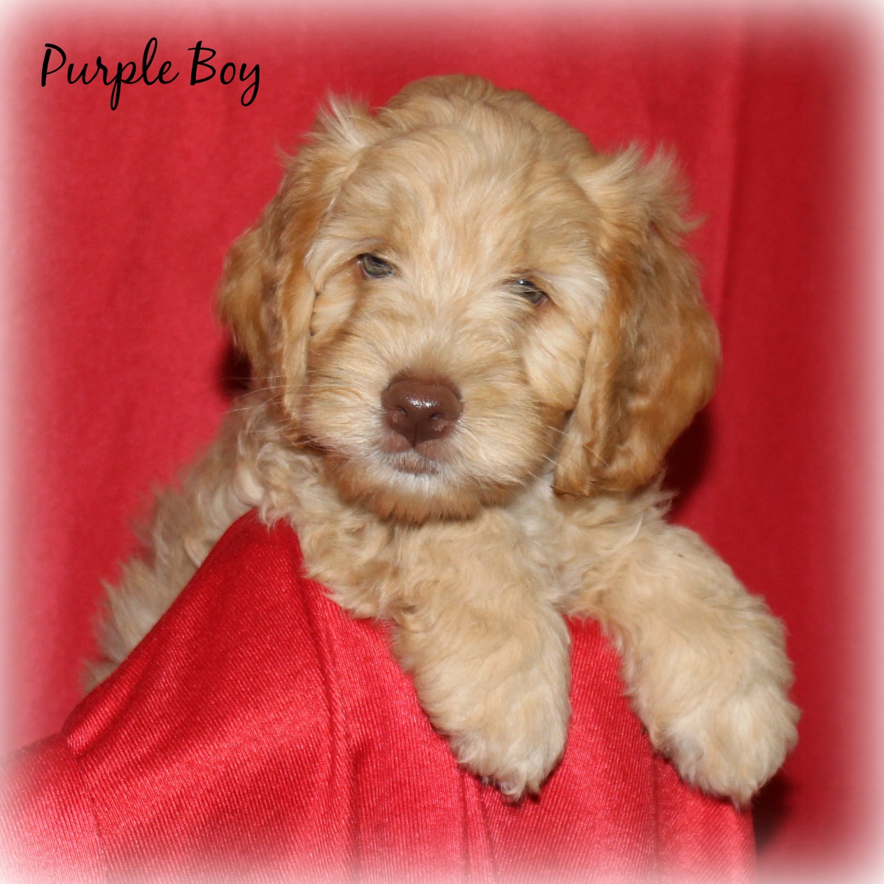 Canadian Doodle Puppies: Adora's and Whisky's pups at 8 weeks