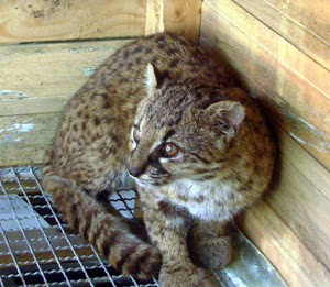 Kodkod Oncifelis guigna | Enter your blog name here