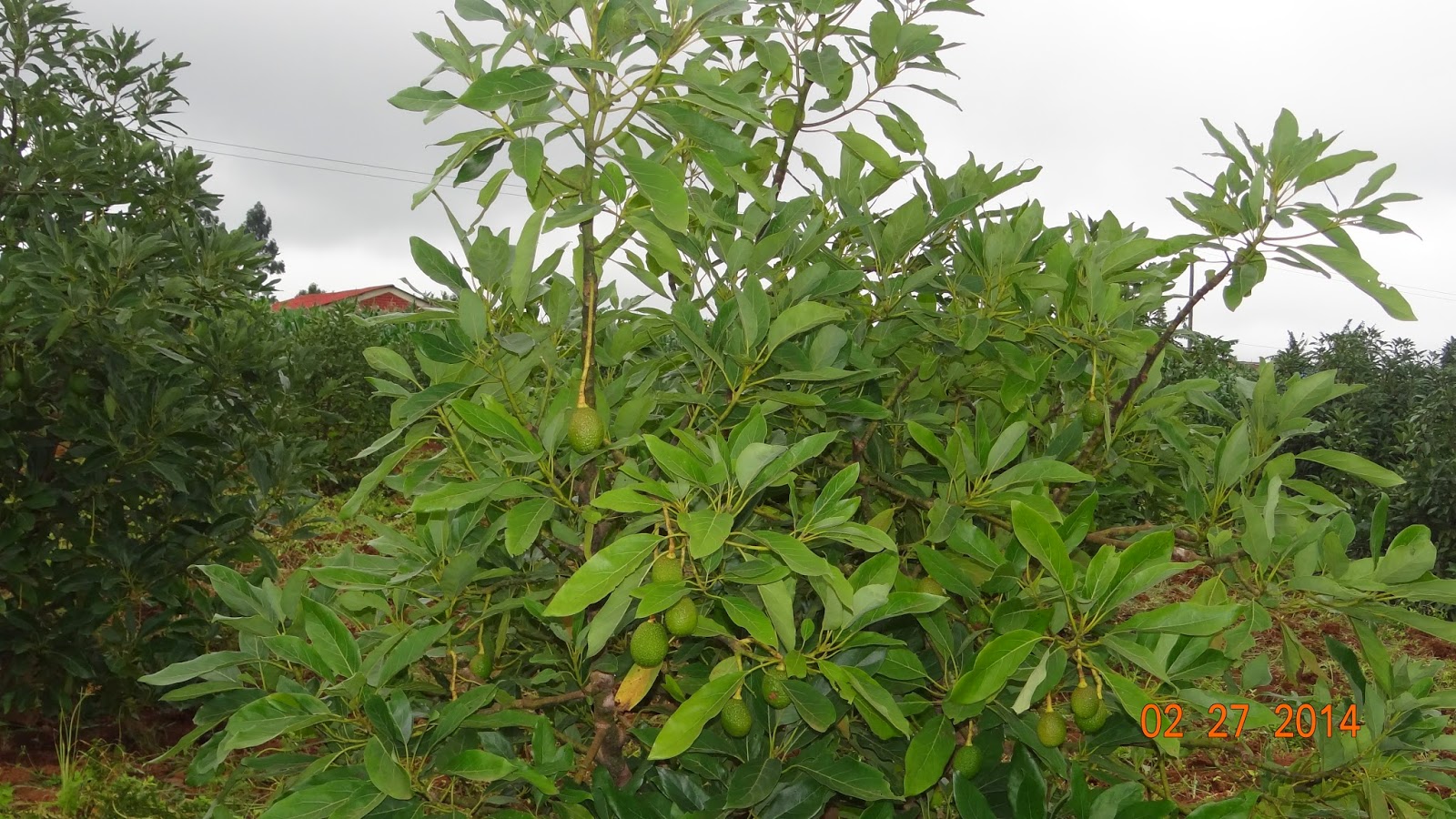 MATUKIO NA NGILANGWA MICHAEL:: ZAIDI YA MITI 500 YA MATUNDA ITAPANDWA ...