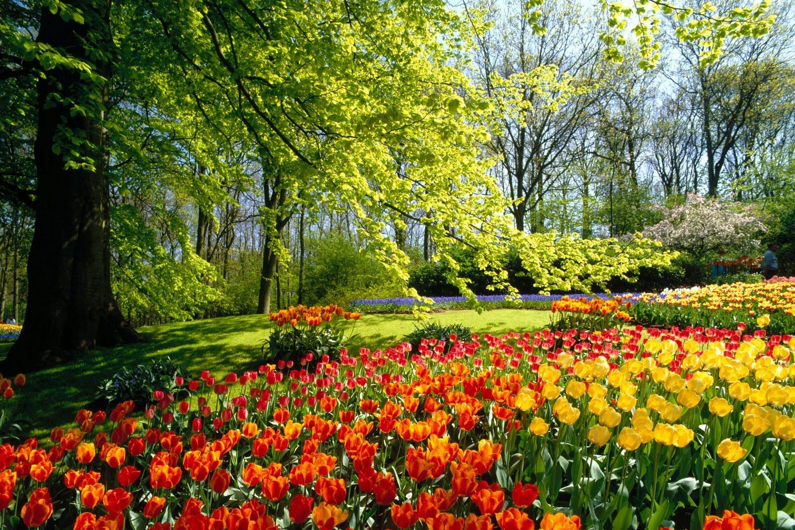 30 Beautiful Forest Flowers Wallpapers | MagOne 2016