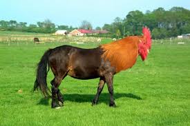 Every Day Is Special: November 21, 2011 - Alascattalo Day