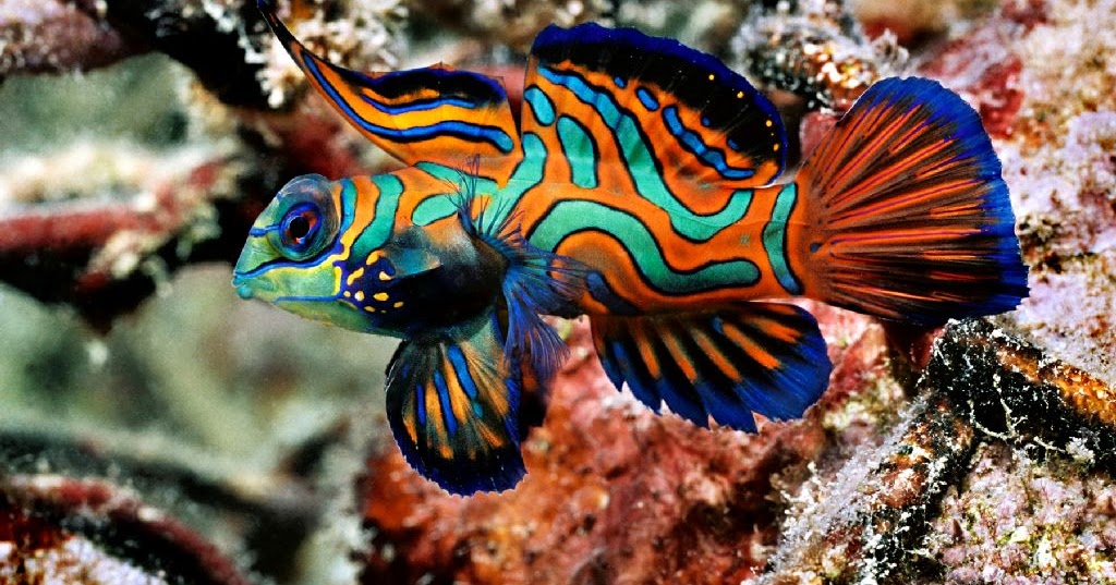 WORLD'S MOST EXOTIC BEAUTIFUL FISH!