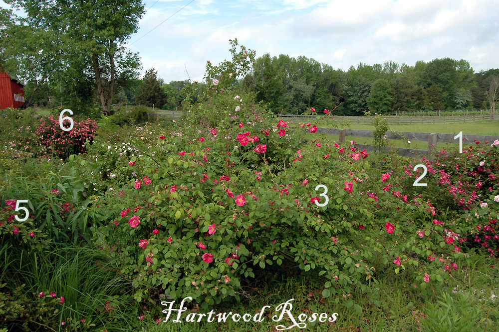 Hartwood Roses: A 360-degree Trip Around the Rose Field.