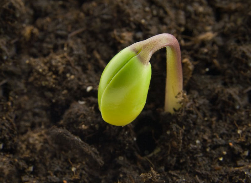 Seeds For Home Growing seeds-for-home-growing