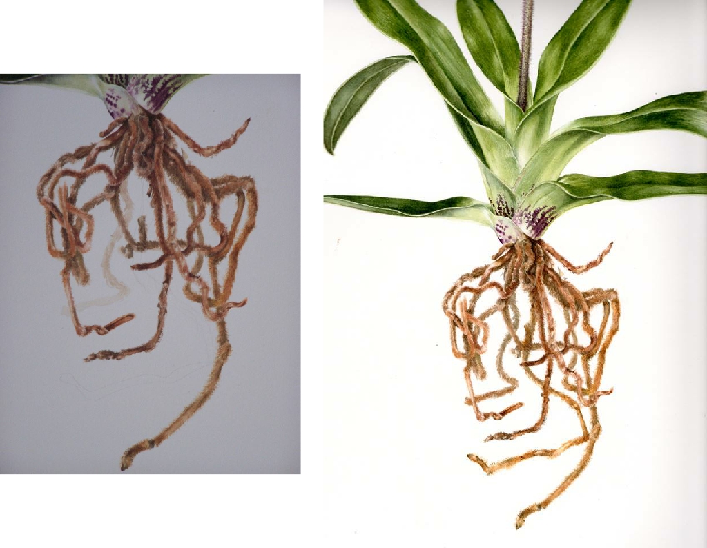 The Natural Year: Back to my roots (ii)