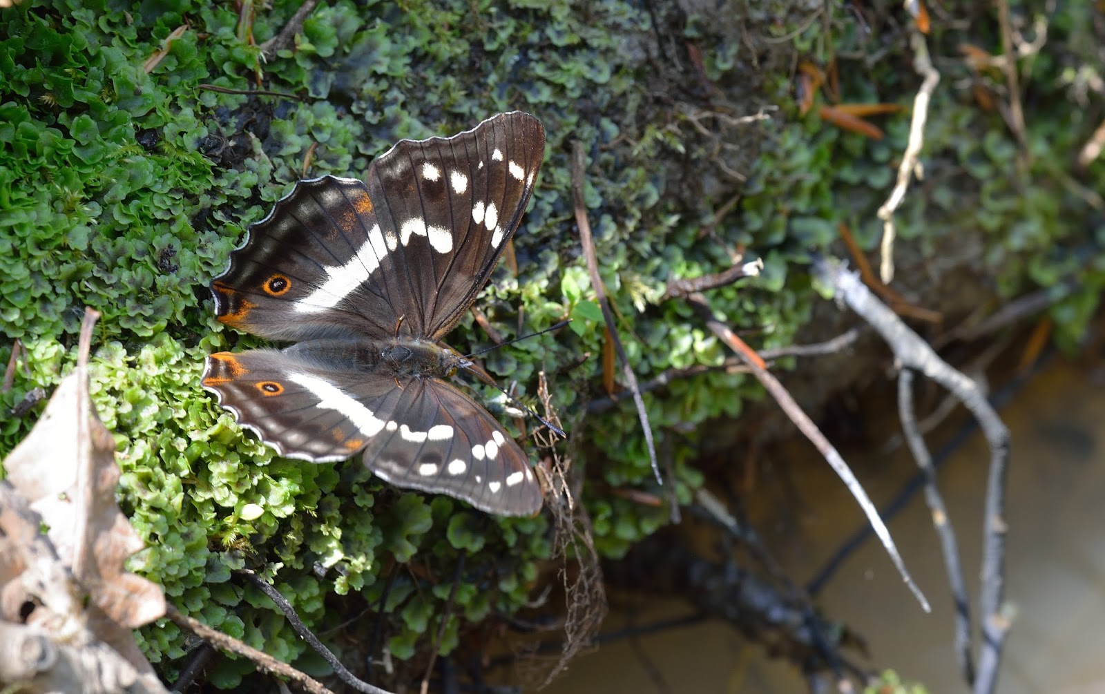 Bob's Butterfly and Bird Blog: Purple Empress Impresses!!