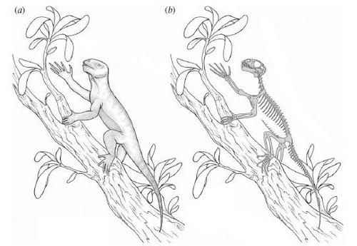 Waxing Paleontological: Monkey Lizards of the Triassic
