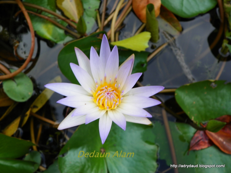 Dedaun Alam: Bunga Telipok