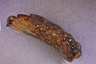 Aquatic Insects of Central Virginia: The Pupae of Diptera (true flies ...