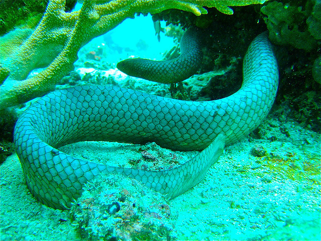 THE ANIMAL WILDLIFE: ULAR LAUT