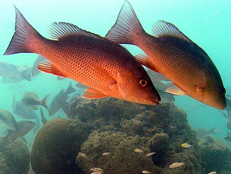 costa rica all inclusive: costa rica all inclusive