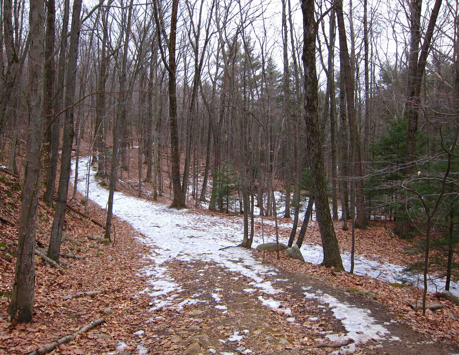 Saratoga woods and waterways: Bright Spots of Color in the Dull Winter ...