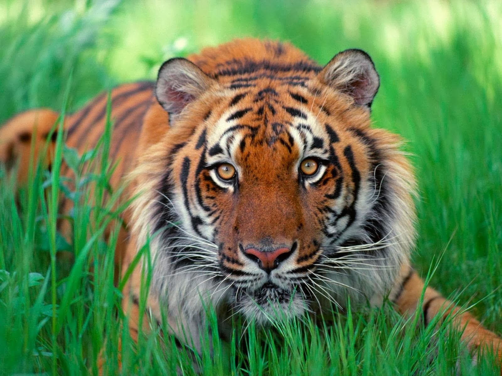 Picture Collection Most Pics Of Tiger Part 1