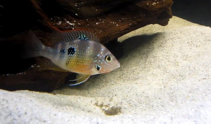 Ellioti Cichlid