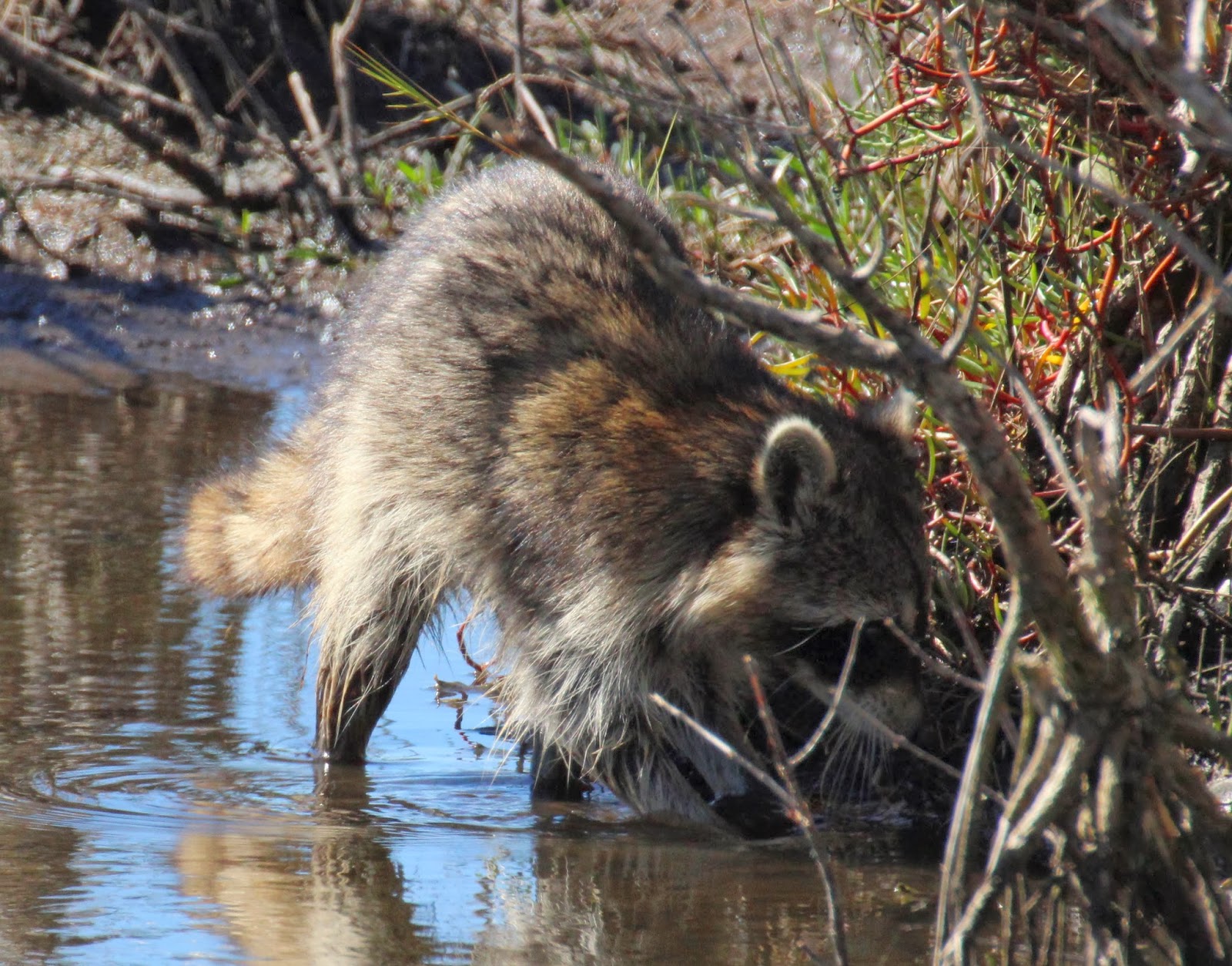Cannundrums: Raccoon