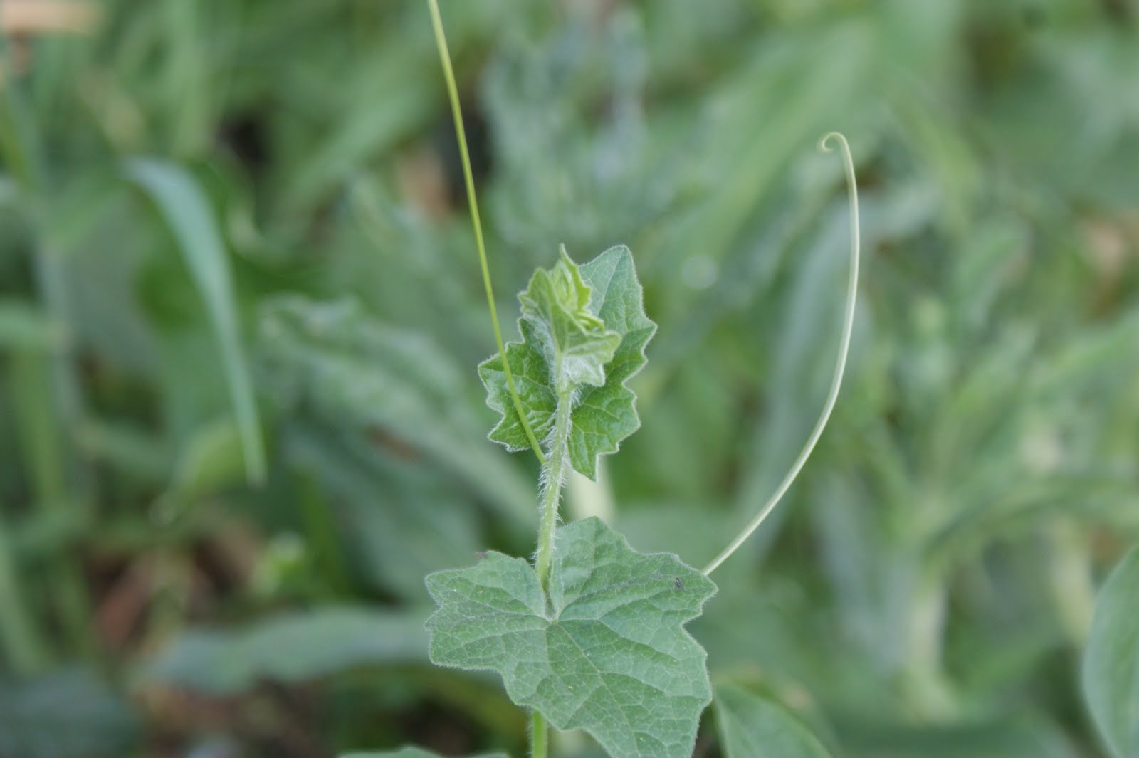 CULTURAS NO CAMPO: "NORÇA-BRANCA"