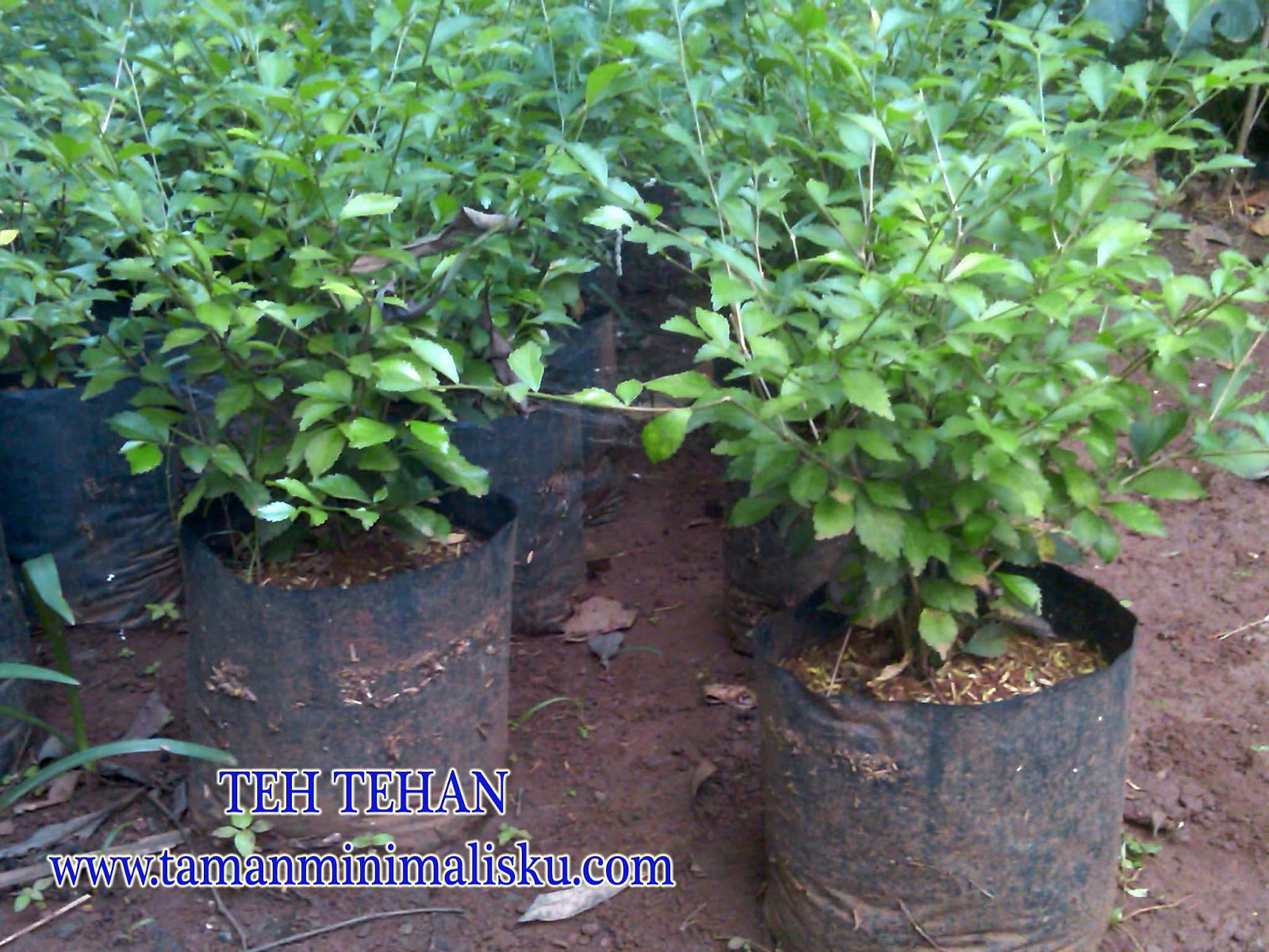 Terbaru 35+ Tanaman Pagar Teh Tehan