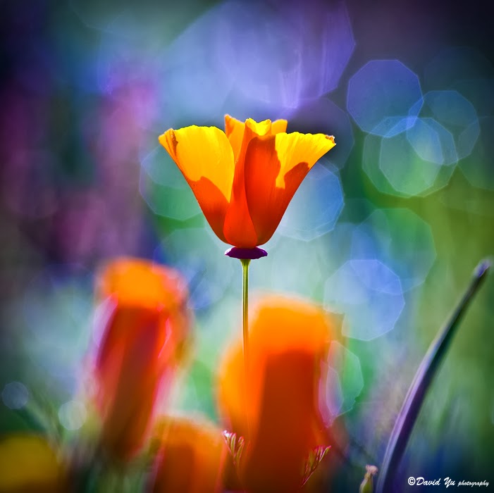 School Of Digital Photography: How to Capture Nice Bokeh in Your Photos