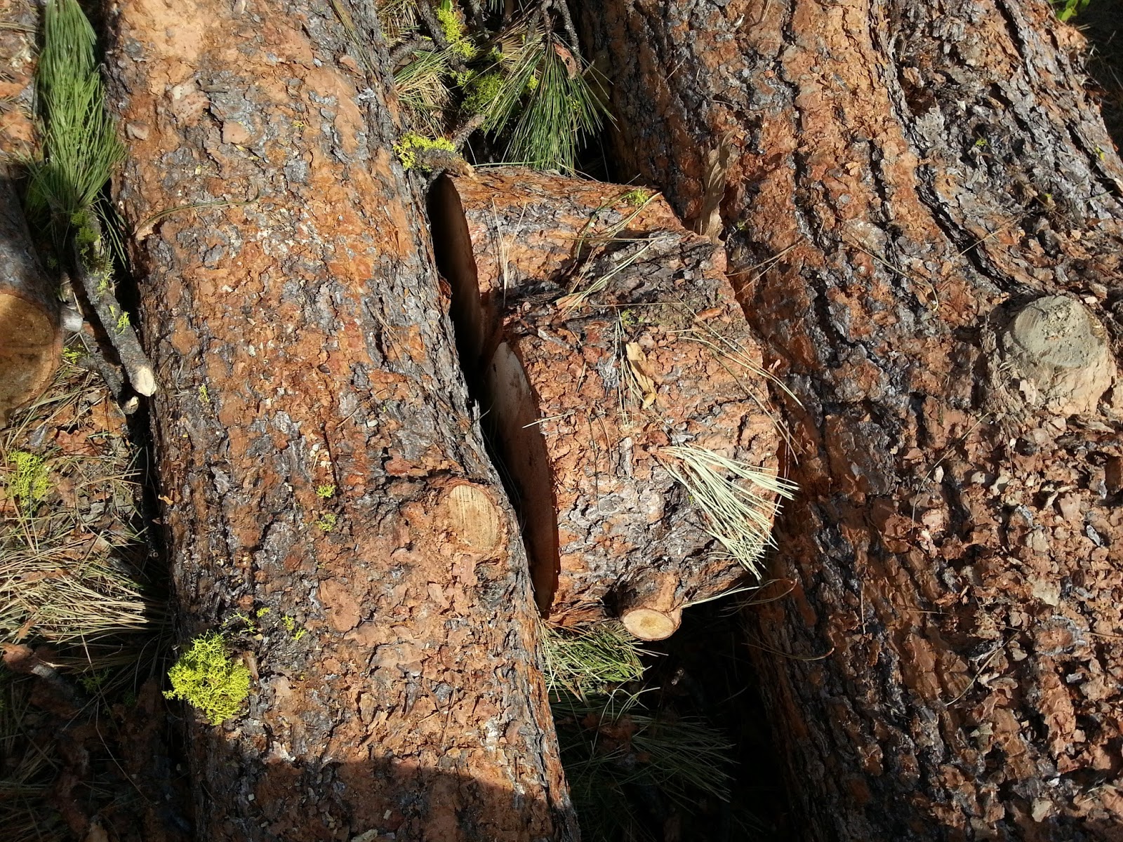Small Forest Timber Owner Blog for WA: Wildlife slash pile construction ...