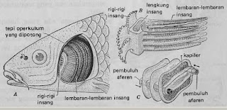 Catatan Si Benjuud: Sistem Pernafasan Ikan