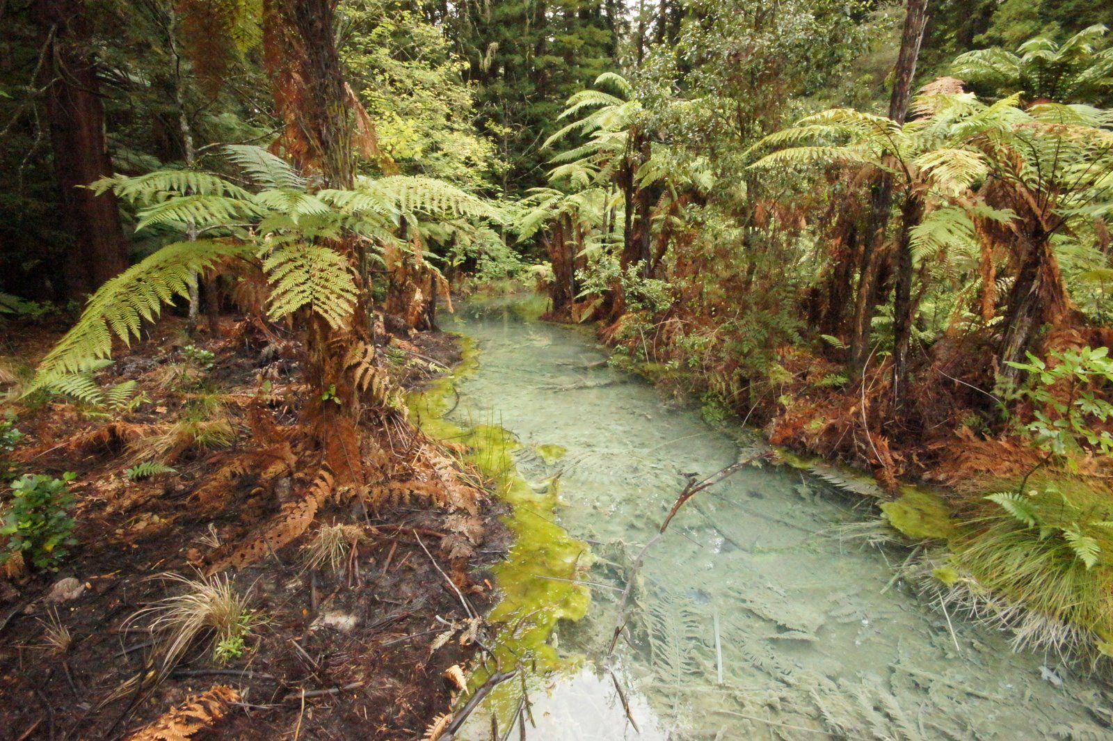Magi and Sam: Rotorua - the Redwoods Whakarewarewa Forest
