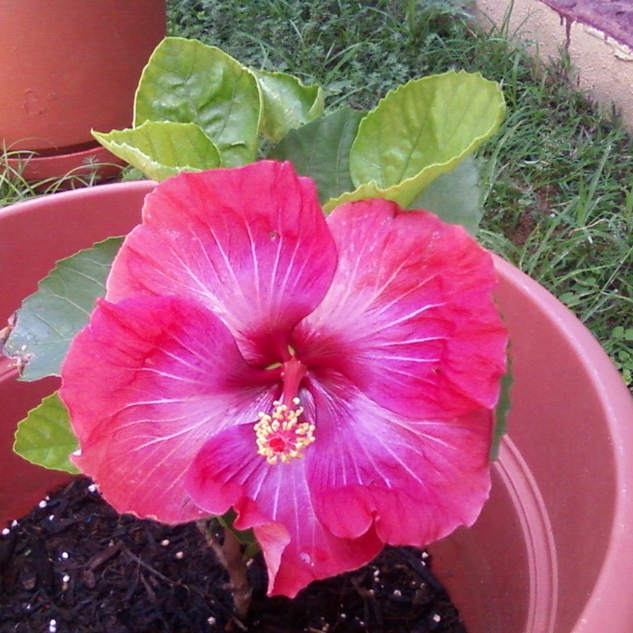 Foto Blog Puerto Rico: Fotos de Flores