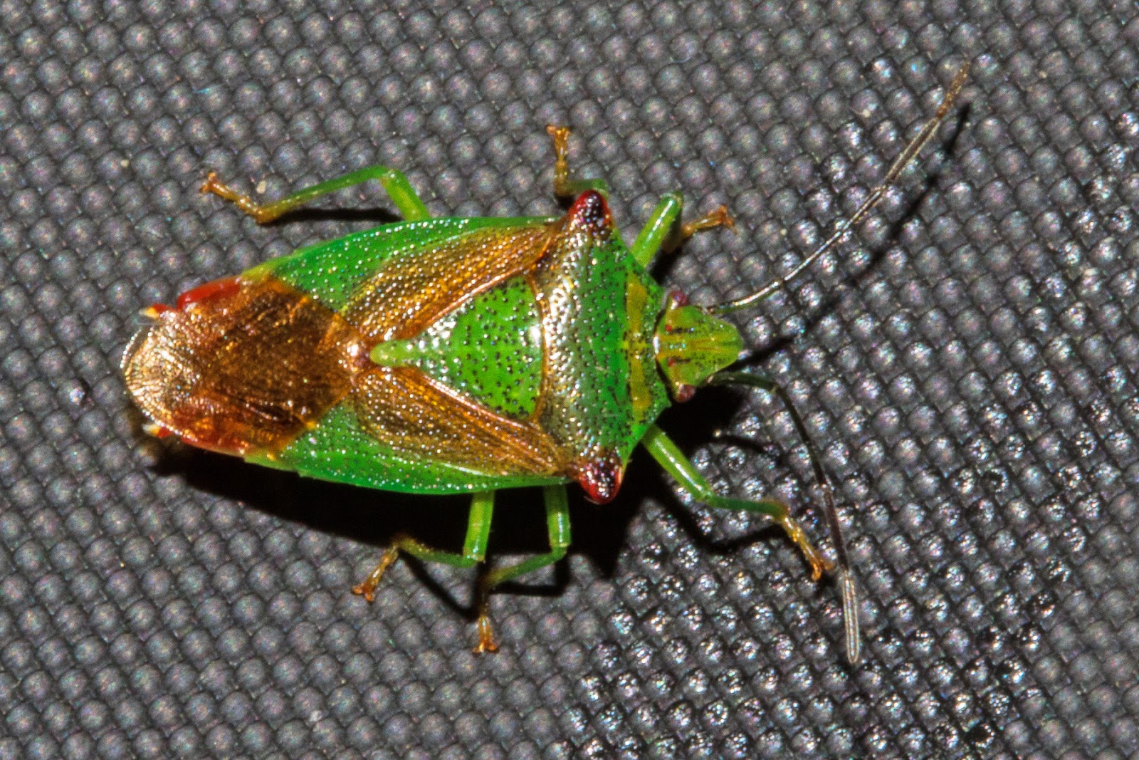 Butterflies, Dragonflies, Moths & other Insects: Shield Beetle
