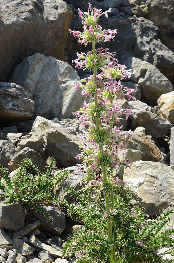 Hellenic Nature: Morina persica