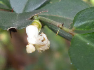 Wild Lemon - Wal Dehi | SL Flora