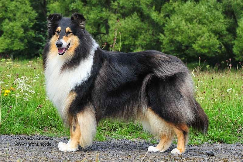 Collie | WIKI PERROS