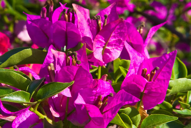 Tanzania & Zanzibar: Flowers