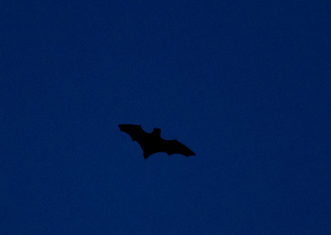 Gower Wildlife: Fly-over Noctule Bat