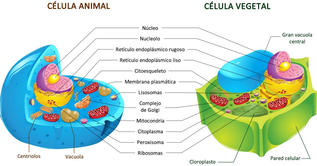 Biologia & Geologia: A célula - Estrutura e função