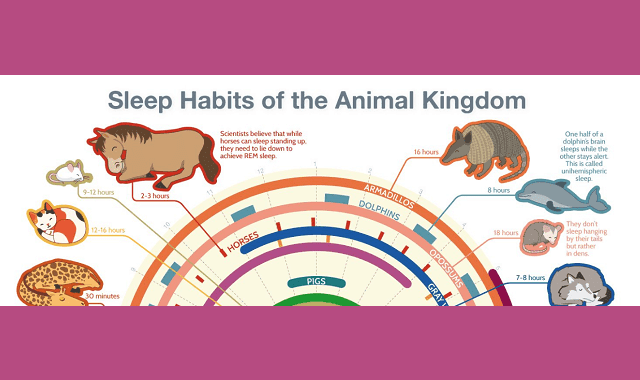 Sleep Habits of the Animal Kingdom #Infographic - Visualistan