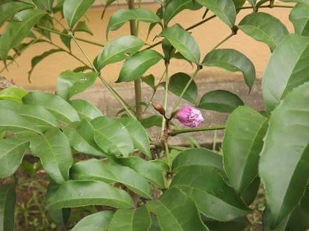 Akoko ”Akoko” ou Primeira-folha