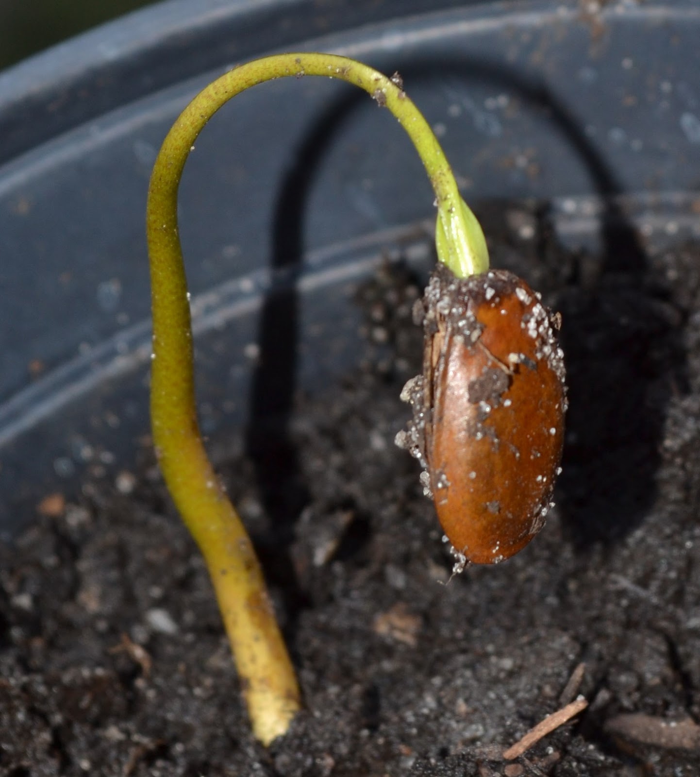 Me and Florida: Soursop Seed (Semillas de Guanabana)