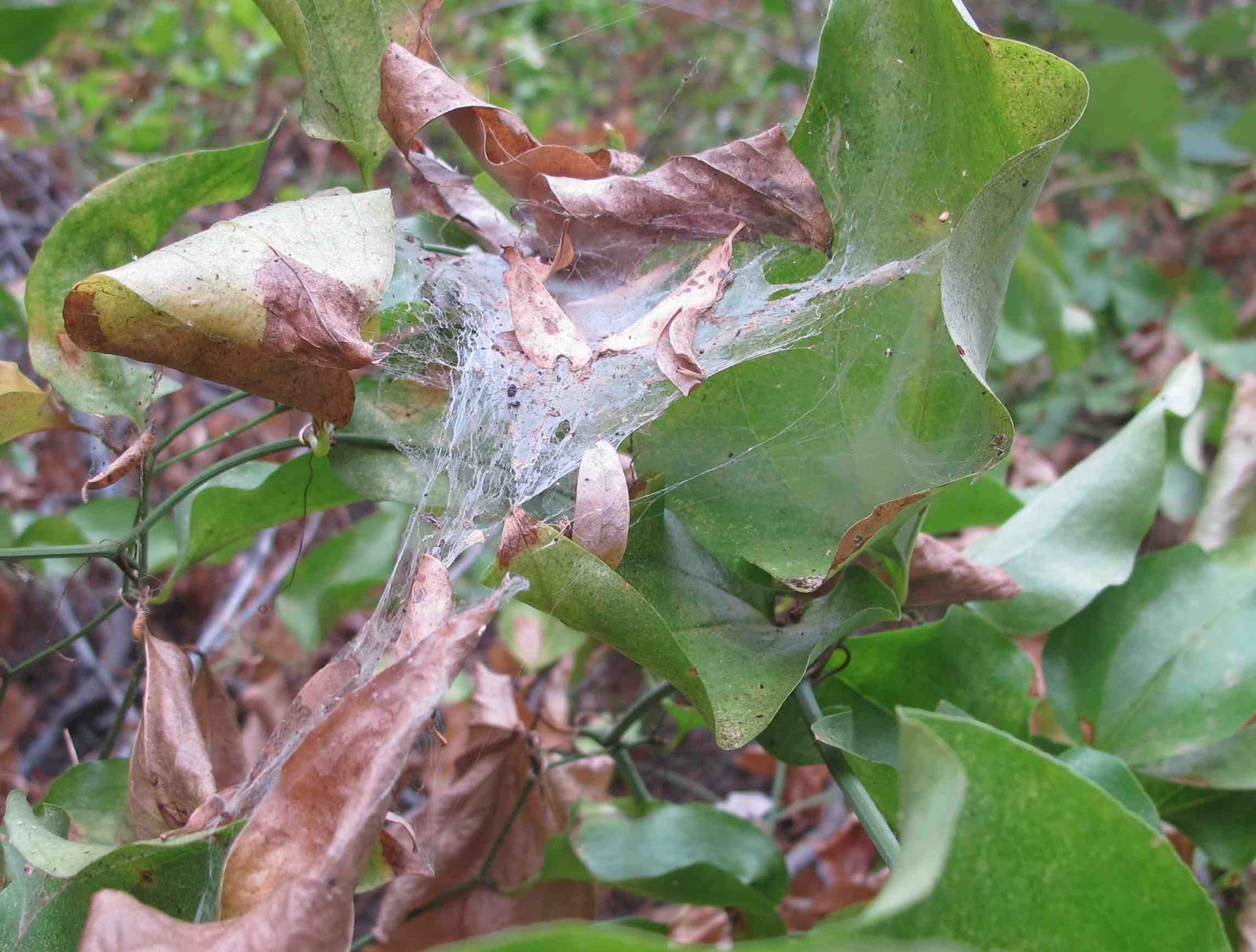 Spiders & Their Webs :: Nature Study - Eva Varga