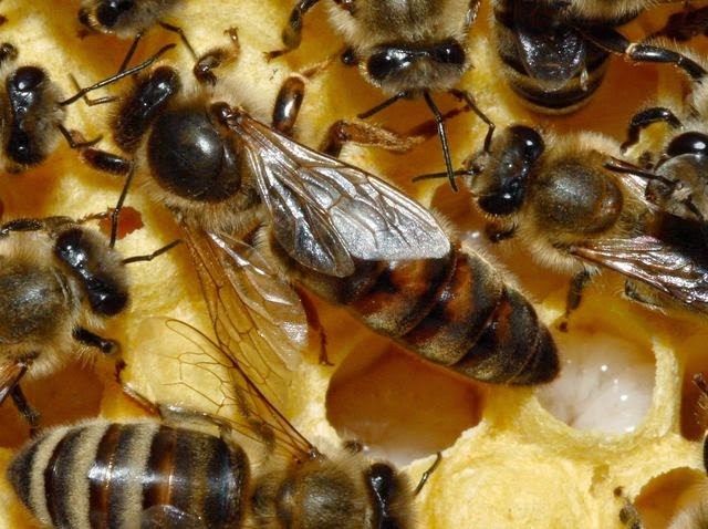 CASTAS DE LA APIS MELLIFERA