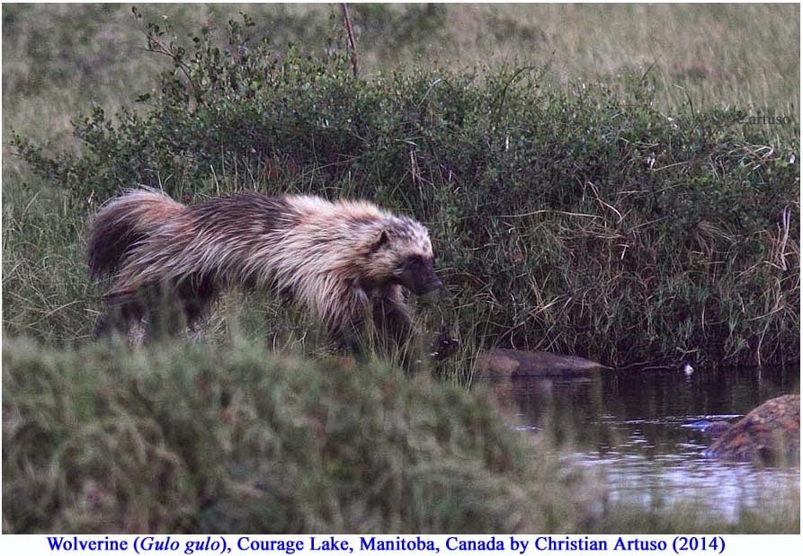 Christian Artuso: Birds, Wildlife: WOLVERINE!