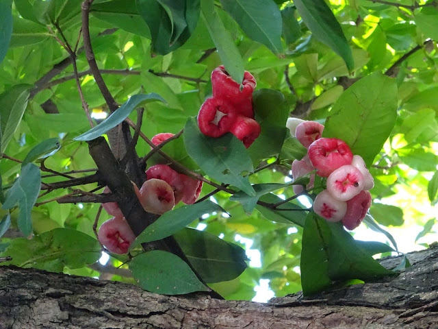 Divagar entre FLORES - ANIMAIS - NATUREZA: Jambo Rosa