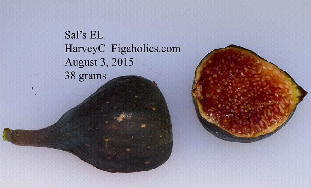 Sal's EL Fig - Var Tin