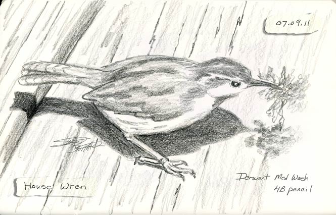 sbwatercolors and sketching: House Wren Sketch with Nesting Material