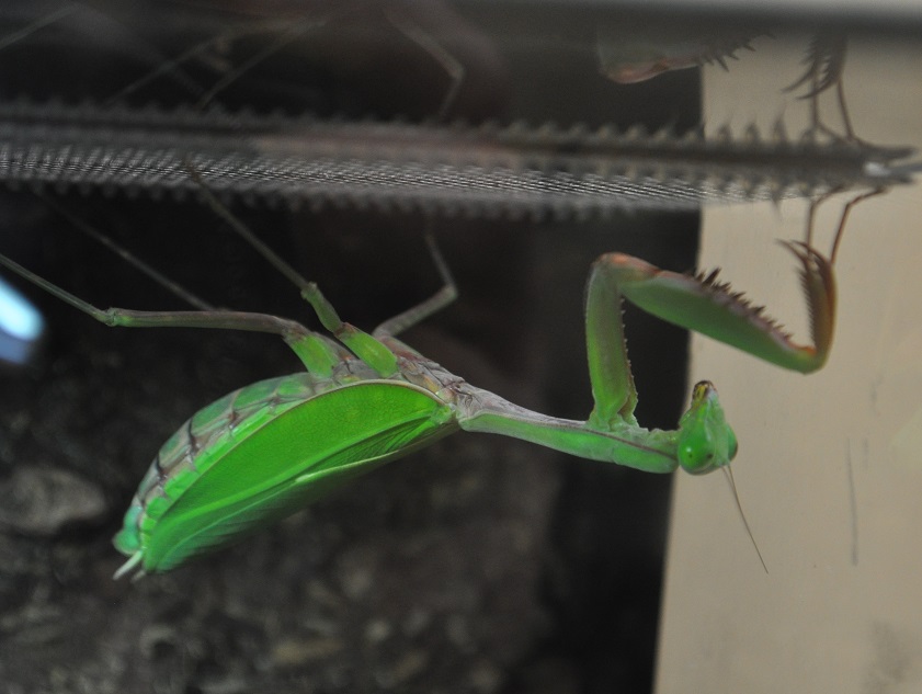 ZOOTOGRAFIANDO (6.100 ANIMALS): MANTIS RELIGIOSA GIGANTE ASIÁTICA ...