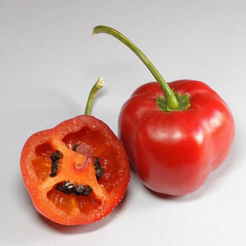 Pimenta dos Andes Rocoto Red Gigante