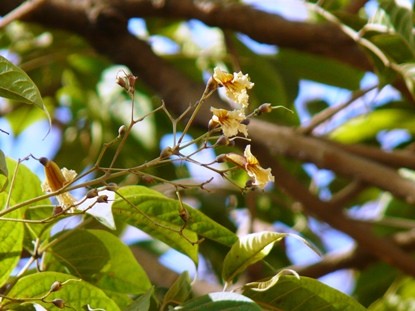 SS Moments: Padari Tamarind leaves Kootu