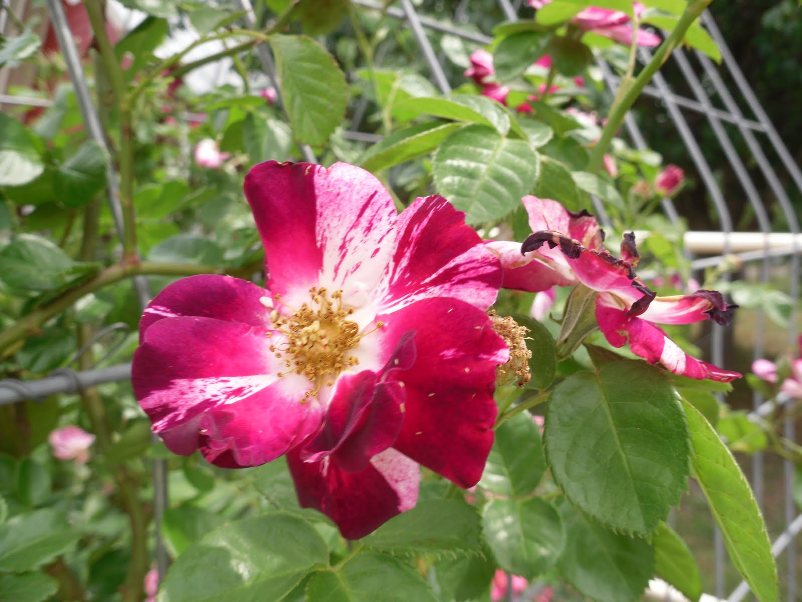 gingerinTX: Purple Splash Roses