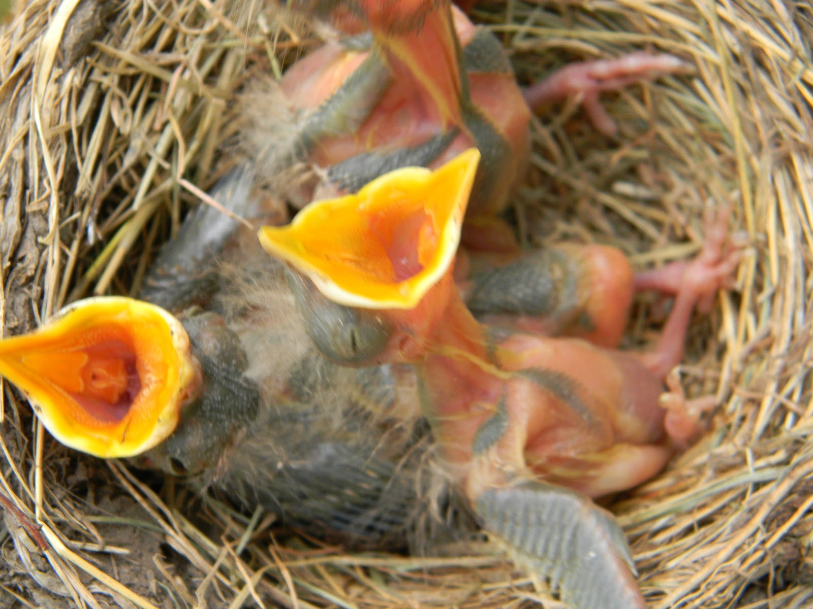 The Homeschool Voyager: The Red Robin Returns