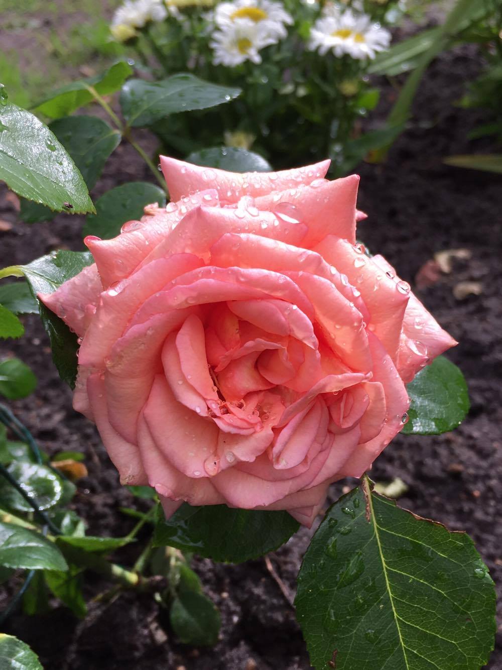 Kirstens Have : Roserne i Kirstens Have