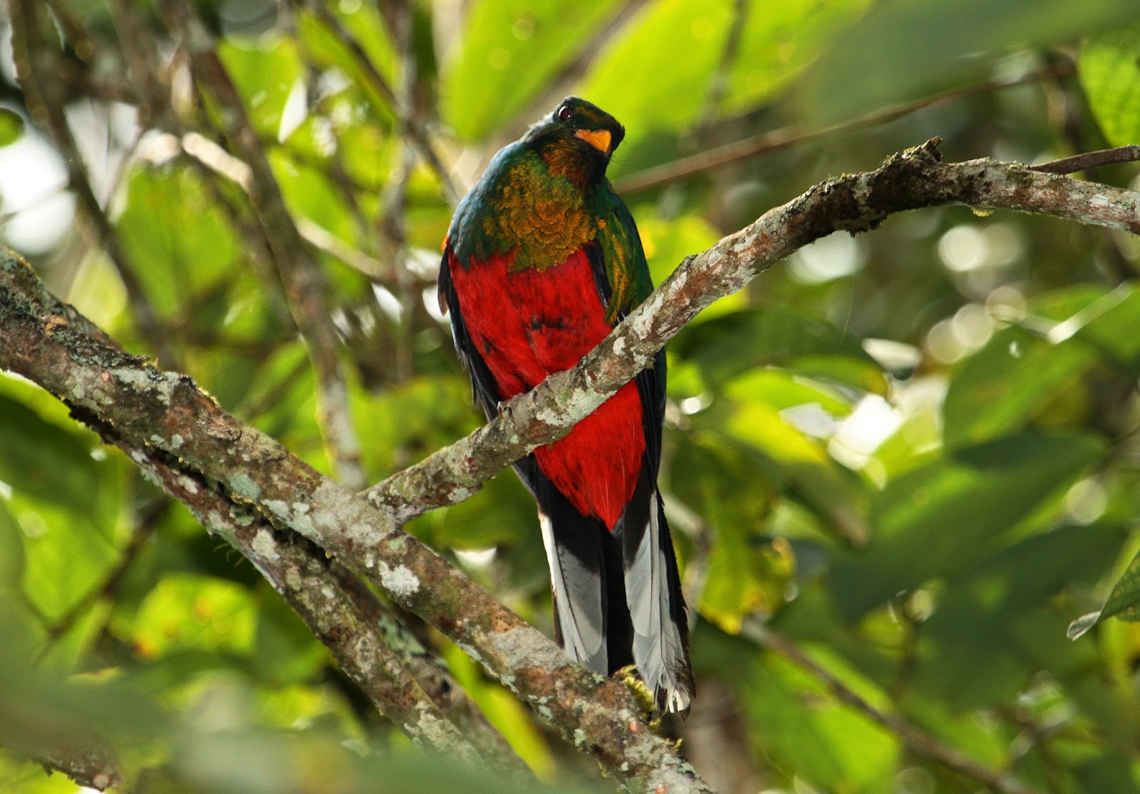 Nuestro bello mundo...: White-tipped Quetzal, male, Pharomachrus ...