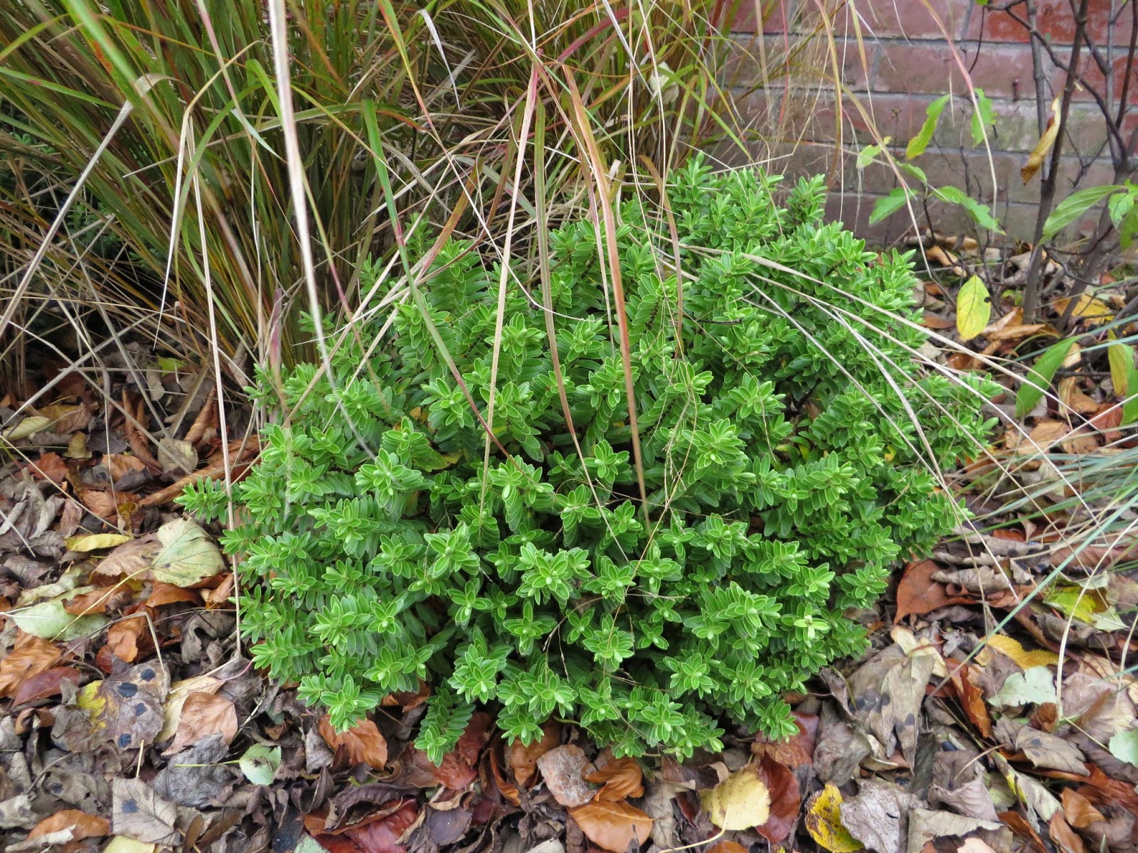 2014/2015 Plants Blog: Hebbe spp.